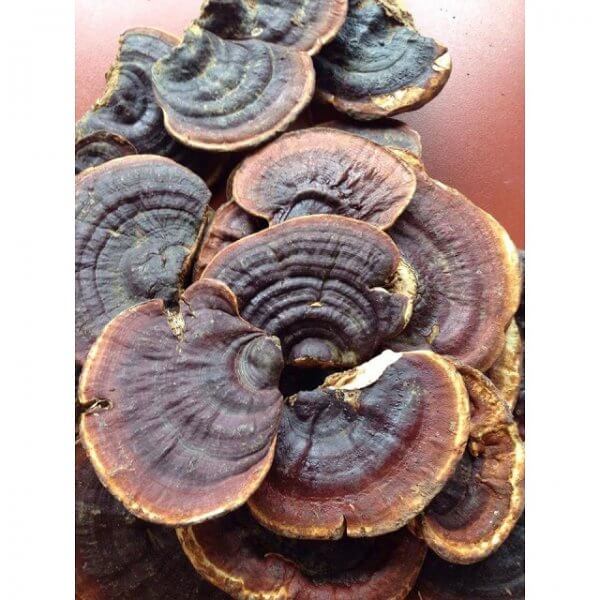 Top 6 Điều Cần Biết Về Nấm Linh Chi Hồng Chi [HOT 2025]