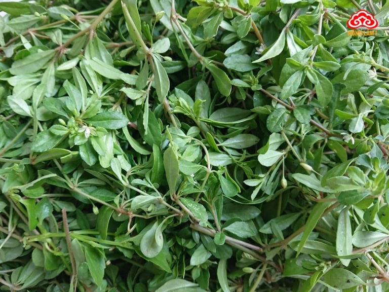 Top 10 thảo dược cho người bị Gout: Công dụng & cách dùng