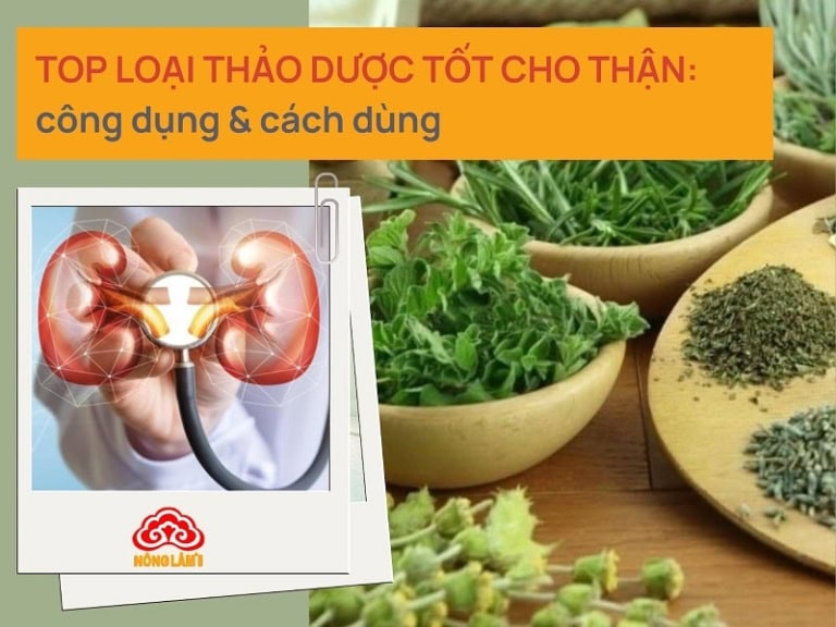 Top 9 loại thảo dược tốt cho thận: công dụng, cách dùng 2026